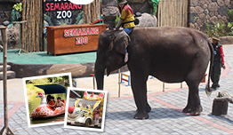 BCA - Semarang Zoo - Beli 4 Dapat 5 Tiket